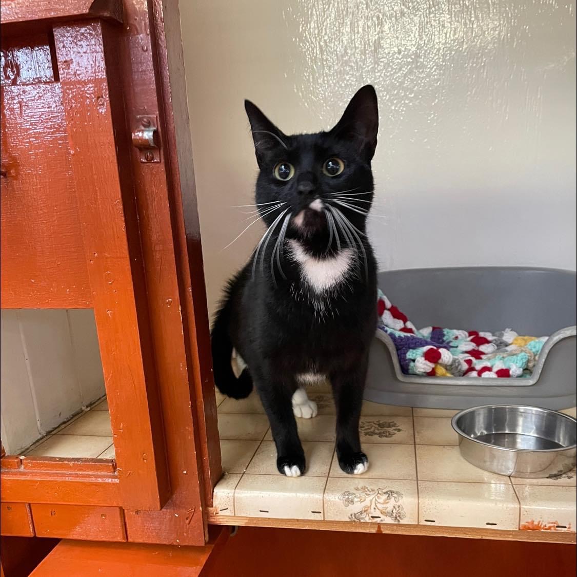 Neville – rehomed – RSPCA Tameside and Glossop Branch