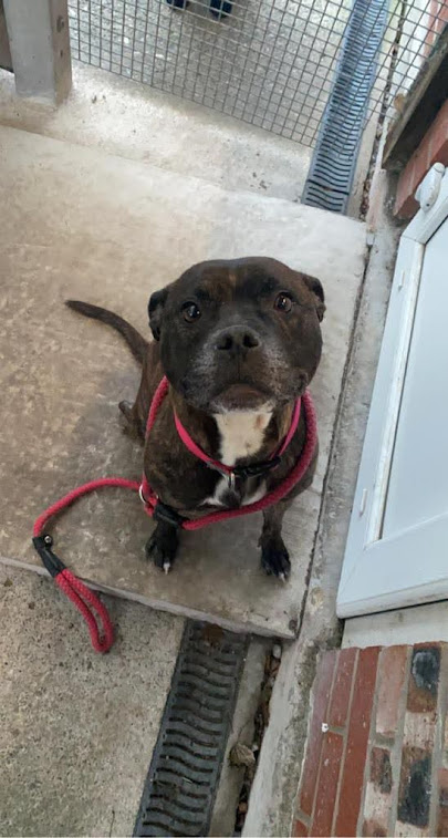 Daisy Staffie – Rehomed – RSPCA Tameside and Glossop Branch