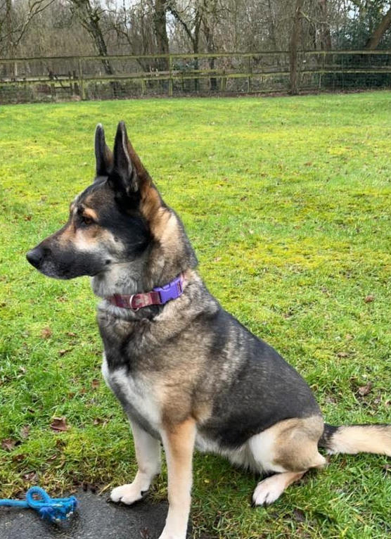 Frankie – Rehomed – RSPCA Tameside and Glossop Branch