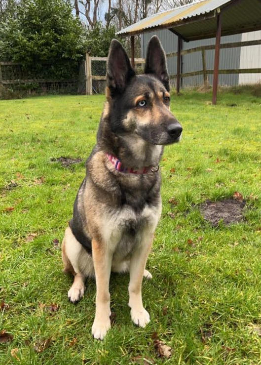 Frankie – Rehomed – RSPCA Tameside and Glossop Branch