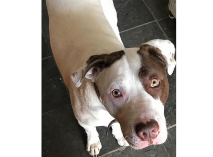 Roderick – Rehomed – RSPCA Tameside and Glossop Branch