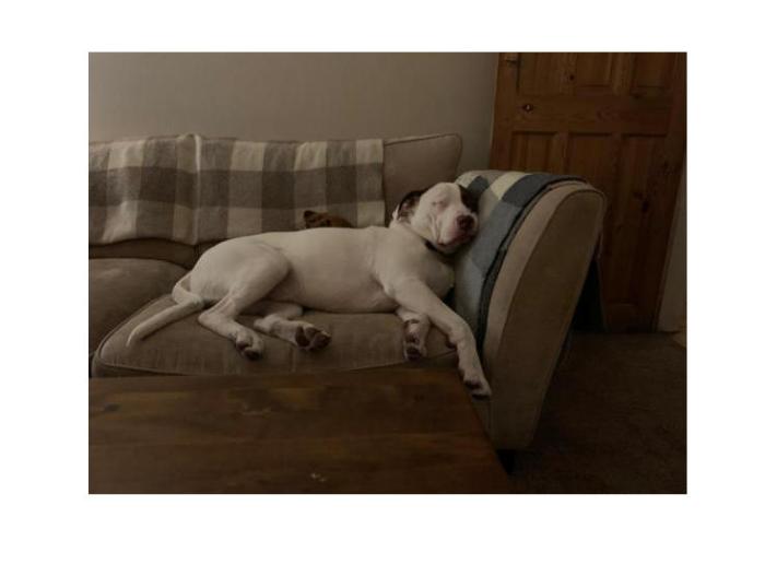 Roderick – Rehomed – RSPCA Tameside and Glossop Branch