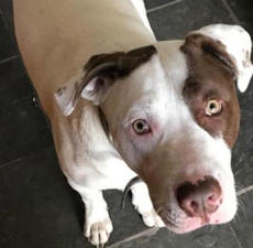 Roderick – Rehomed – RSPCA Tameside and Glossop Branch