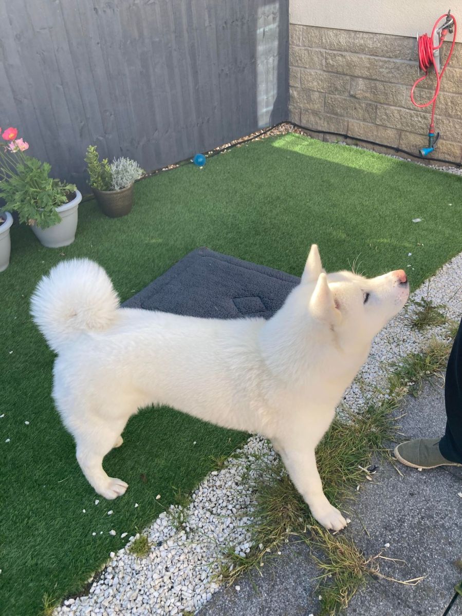 Shiro – Rehomed – RSPCA Tameside and Glossop Branch