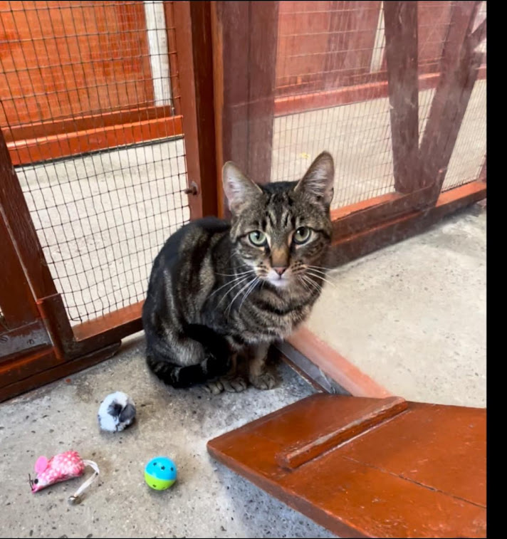 Tabby – Rehomed – RSPCA Tameside and Glossop Branch