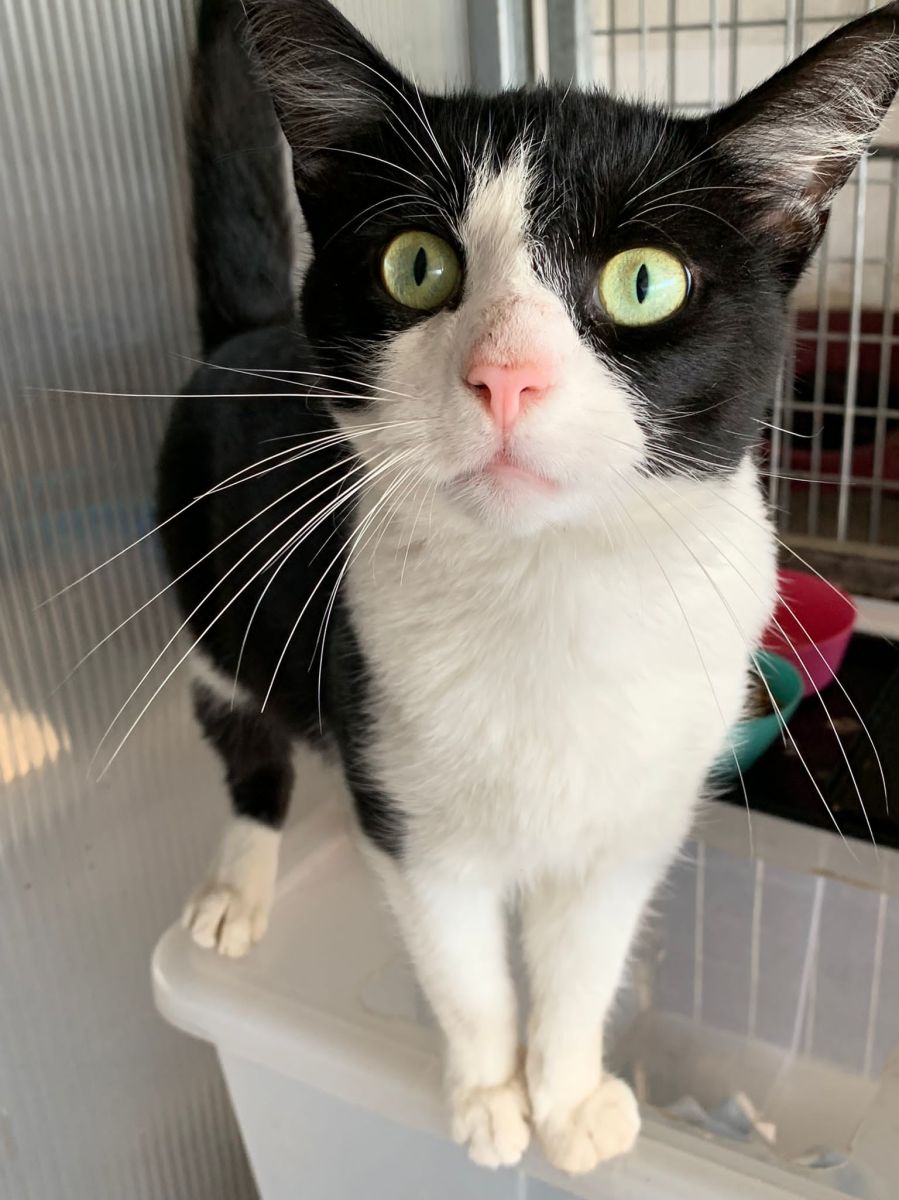 Savvy – Rehomed – RSPCA Tameside and Glossop Branch