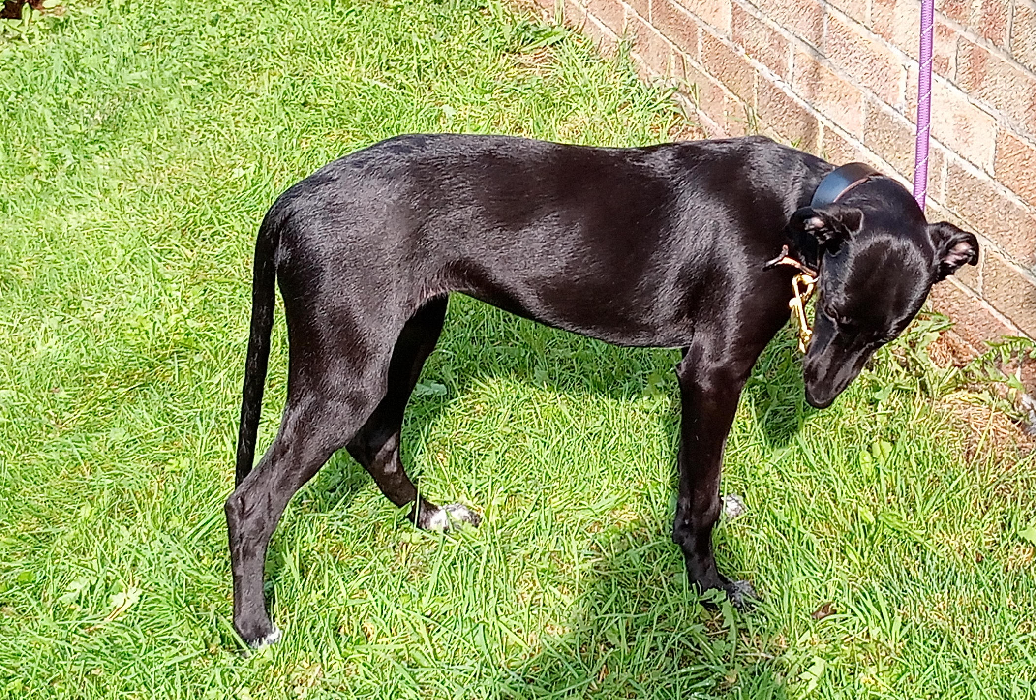 Tallulah – Rehomed – RSPCA Tameside and Glossop Branch