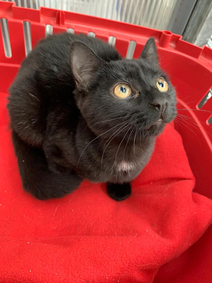 Inky & Raven – Rehomed – RSPCA Tameside and Glossop Branch