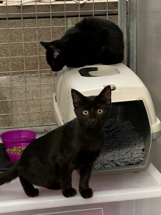 Fred and Wilma – Rehomed – RSPCA Tameside and Glossop Branch