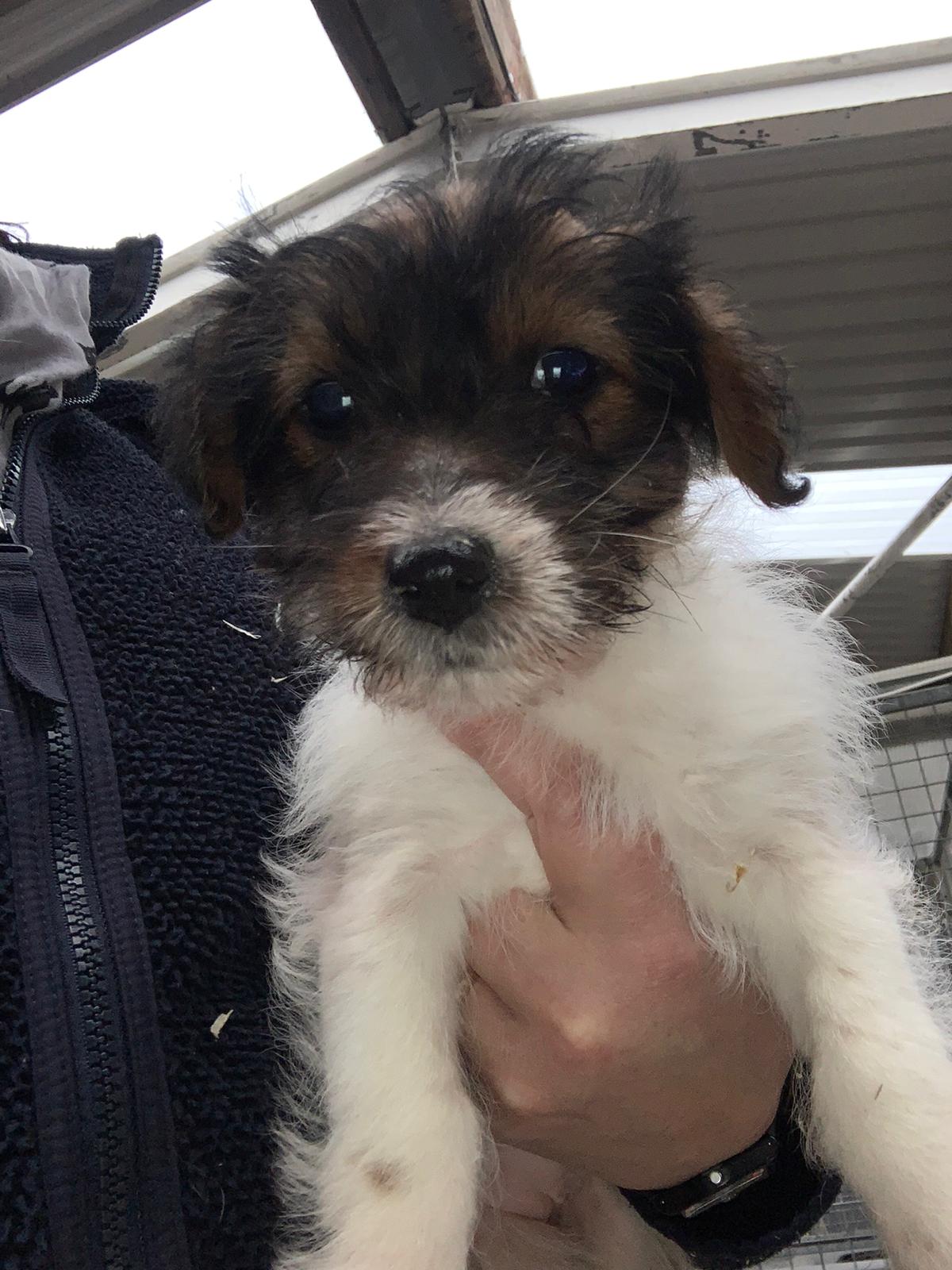 Suzie – Rehomed – RSPCA Tameside and Glossop Branch