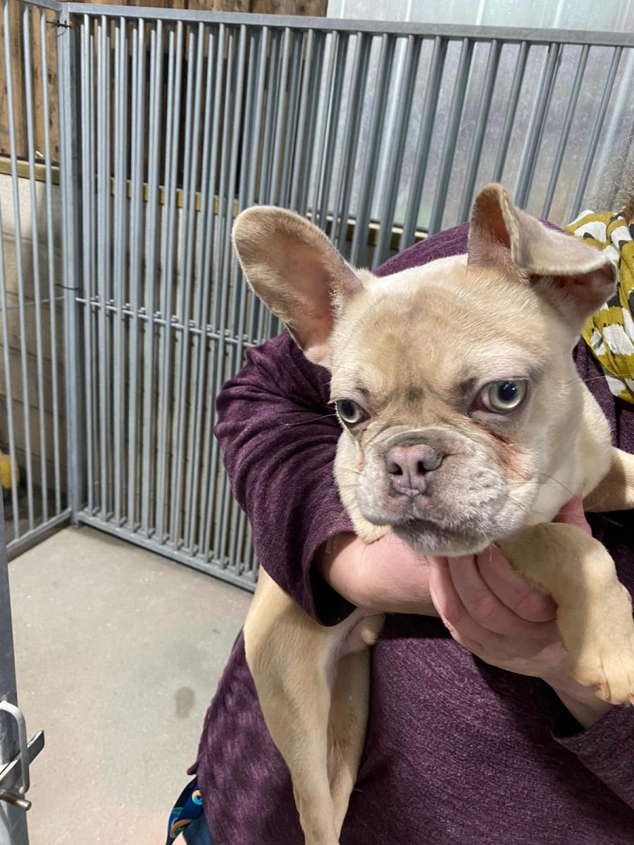 Gizmo – rehomed – RSPCA Tameside and Glossop Branch