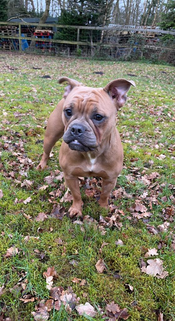 Mishka – Rehomed – RSPCA Tameside and Glossop Branch