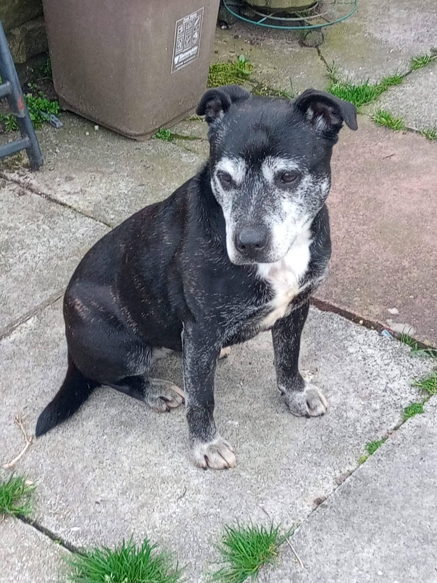 Latest Updates – Page 15 – RSPCA Tameside and Glossop Branch