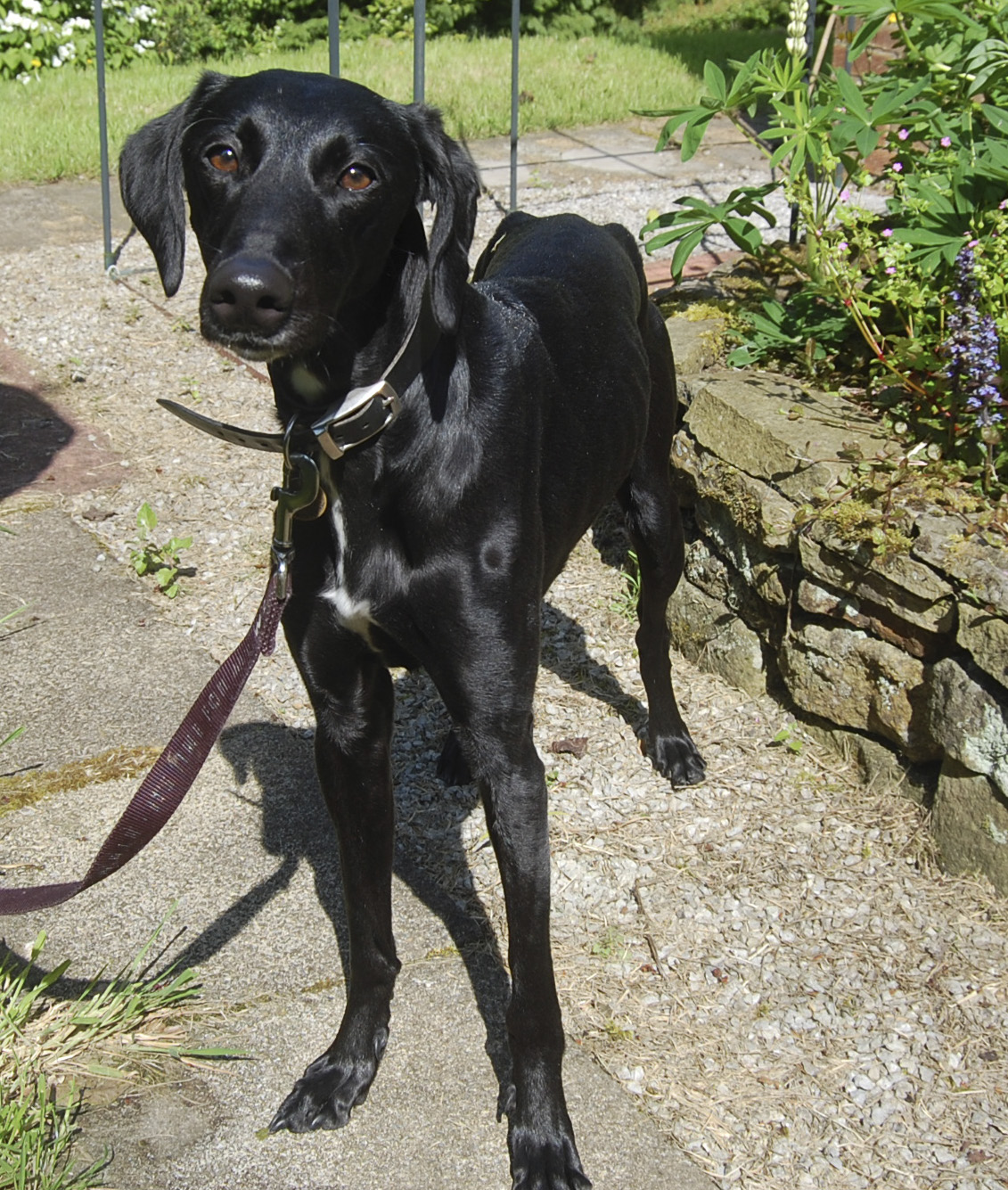 Sadie – Rehomed – RSPCA Tameside and Glossop Branch