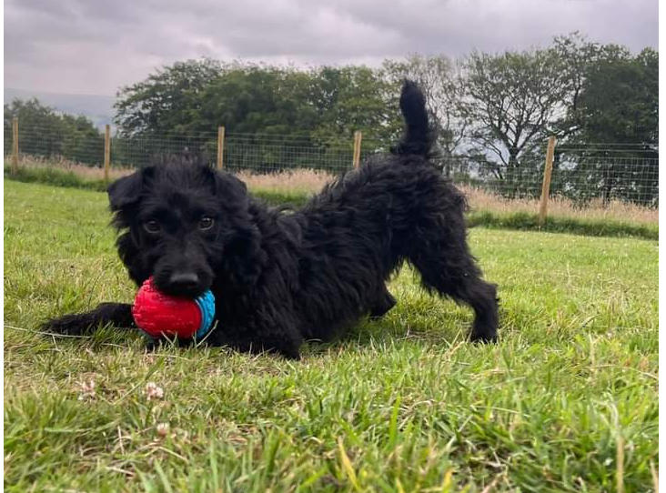 Percy – 5 yr old Patterpoo – rehomed – RSPCA Tameside and Glossop Branch