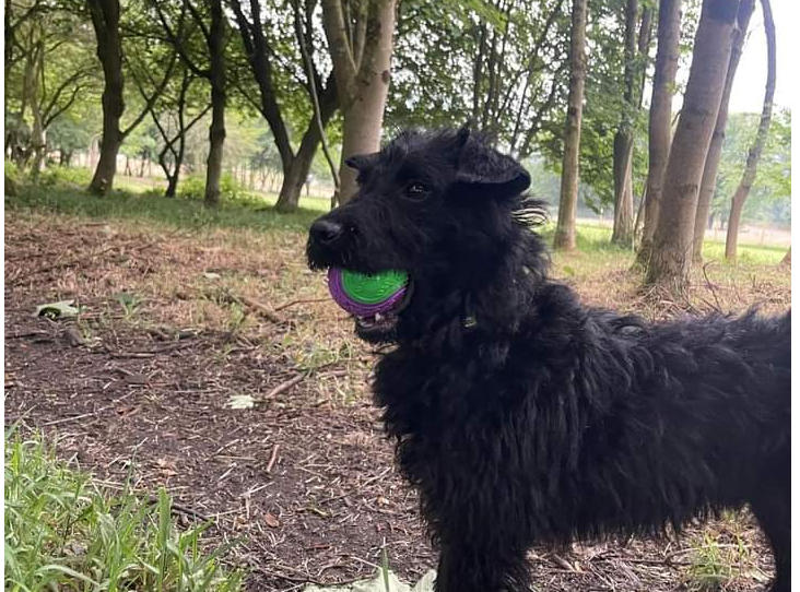 Percy – 5 yr old Patterpoo – rehomed – RSPCA Tameside and Glossop Branch