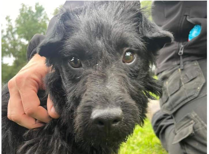 Percy – 5 yr old Patterpoo – rehomed – RSPCA Tameside and Glossop Branch