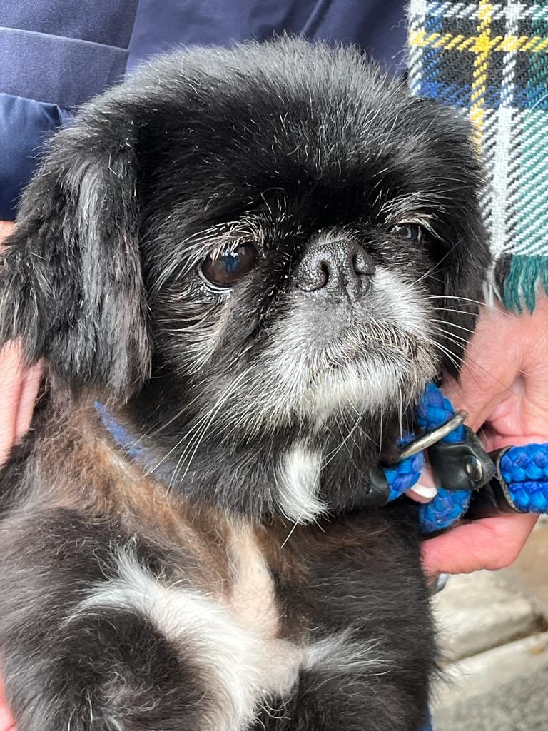 Dora – Rehomed – RSPCA Tameside and Glossop Branch