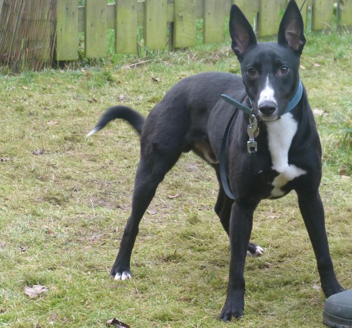 Buddy – Rehomed – RSPCA Tameside and Glossop Branch