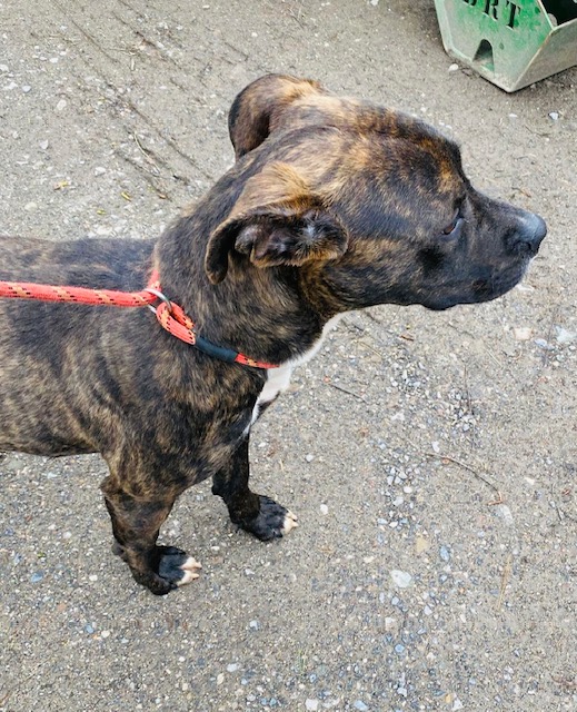 Dave – Rehomed – RSPCA Tameside and Glossop Branch