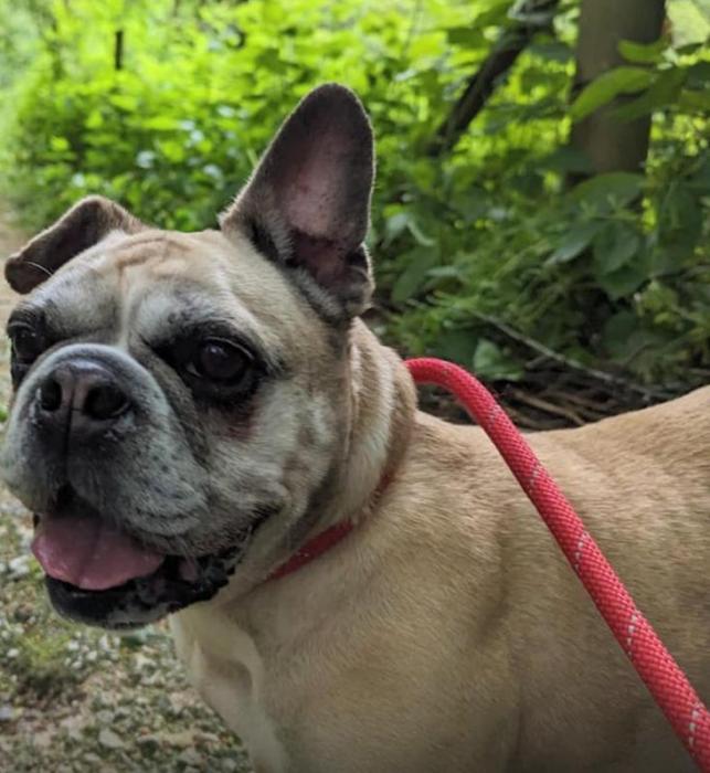 Honey – Rehomed – RSPCA Tameside and Glossop Branch