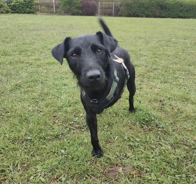 Keith – Rehomed – RSPCA Tameside and Glossop Branch