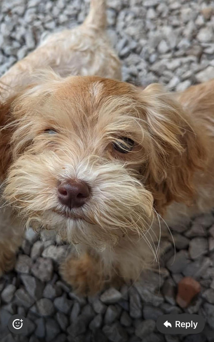 Maple – Rehomed – RSPCA Tameside and Glossop Branch