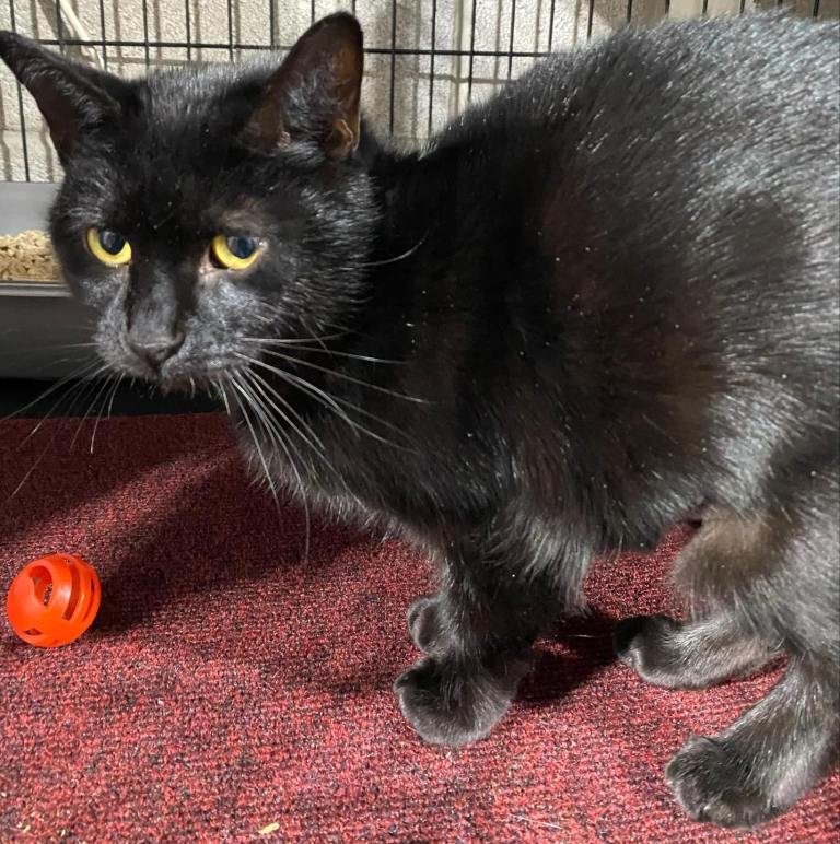 Anna – adopted – RSPCA Tameside and Glossop Branch