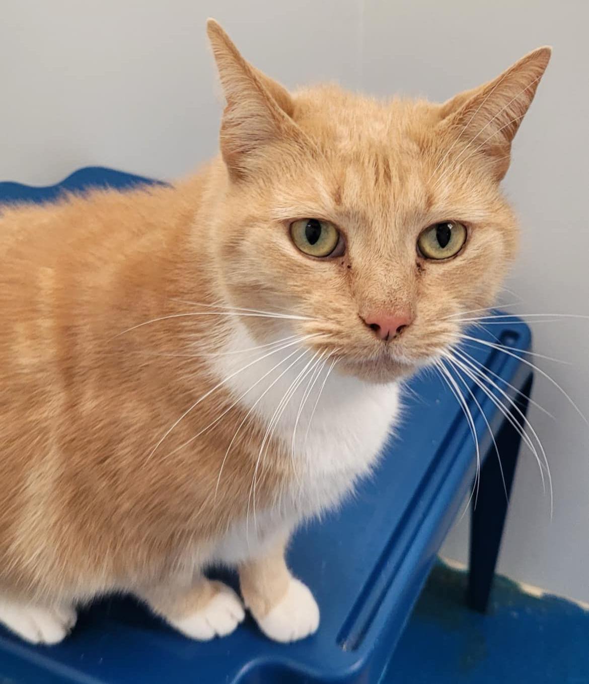 RSPCA Tameside and Glossop Branch – Caring for the welfare of local ...