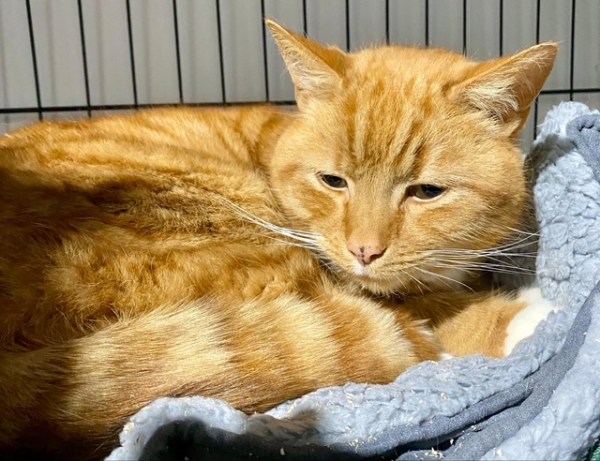 RSPCA Tameside and Glossop Branch – Caring for the welfare of local ...