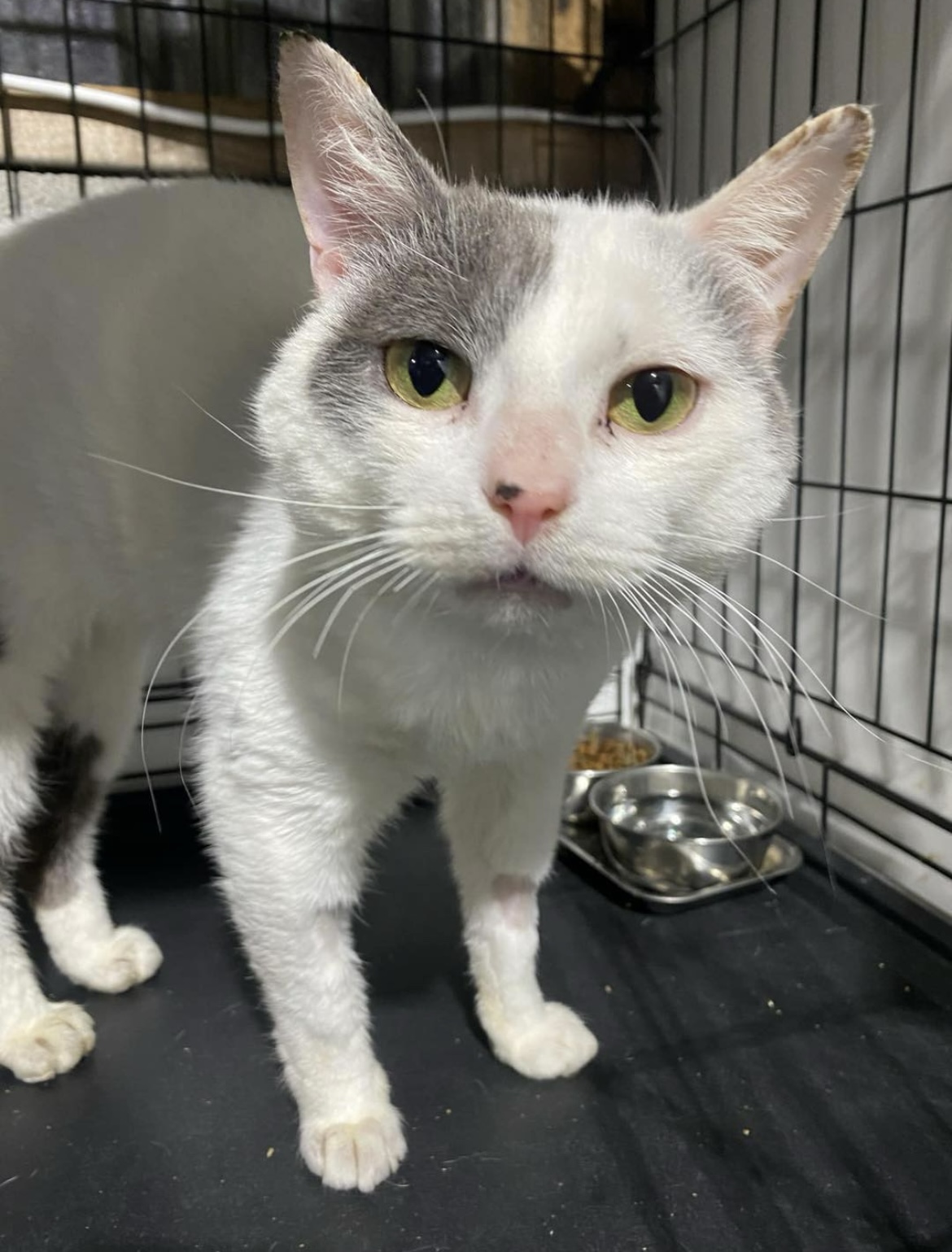 RSPCA Tameside and Glossop Branch – Caring for the welfare of local ...