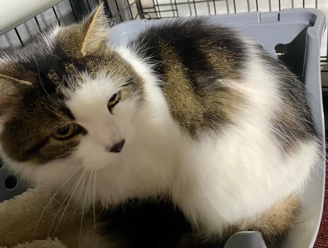 Puddy Cat – adopted – RSPCA Tameside and Glossop Branch