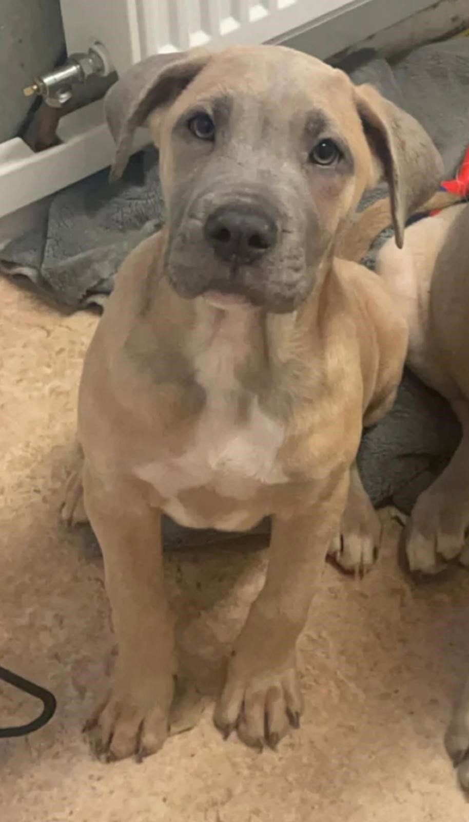 Indie – Rehomed – RSPCA Tameside and Glossop Branch