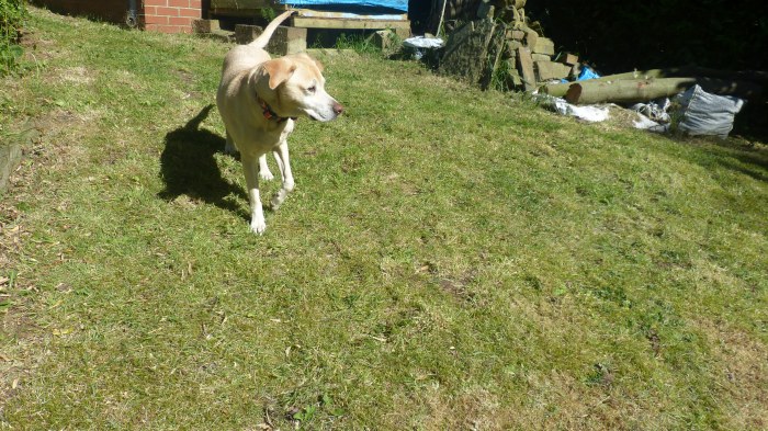 Shelagh – Rehomed – RSPCA Tameside and Glossop Branch