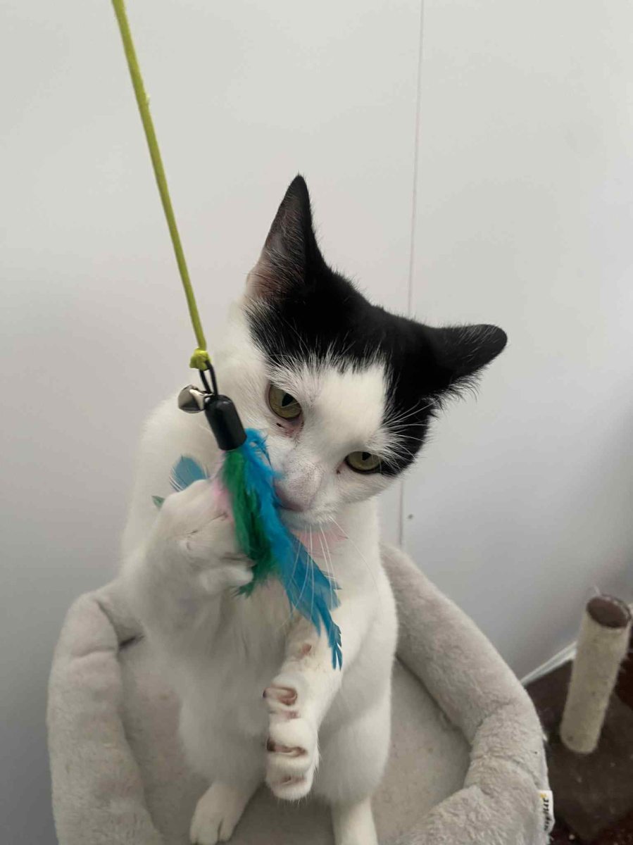 Gorgeous Lucy! – RSPCA Tameside and Glossop Branch