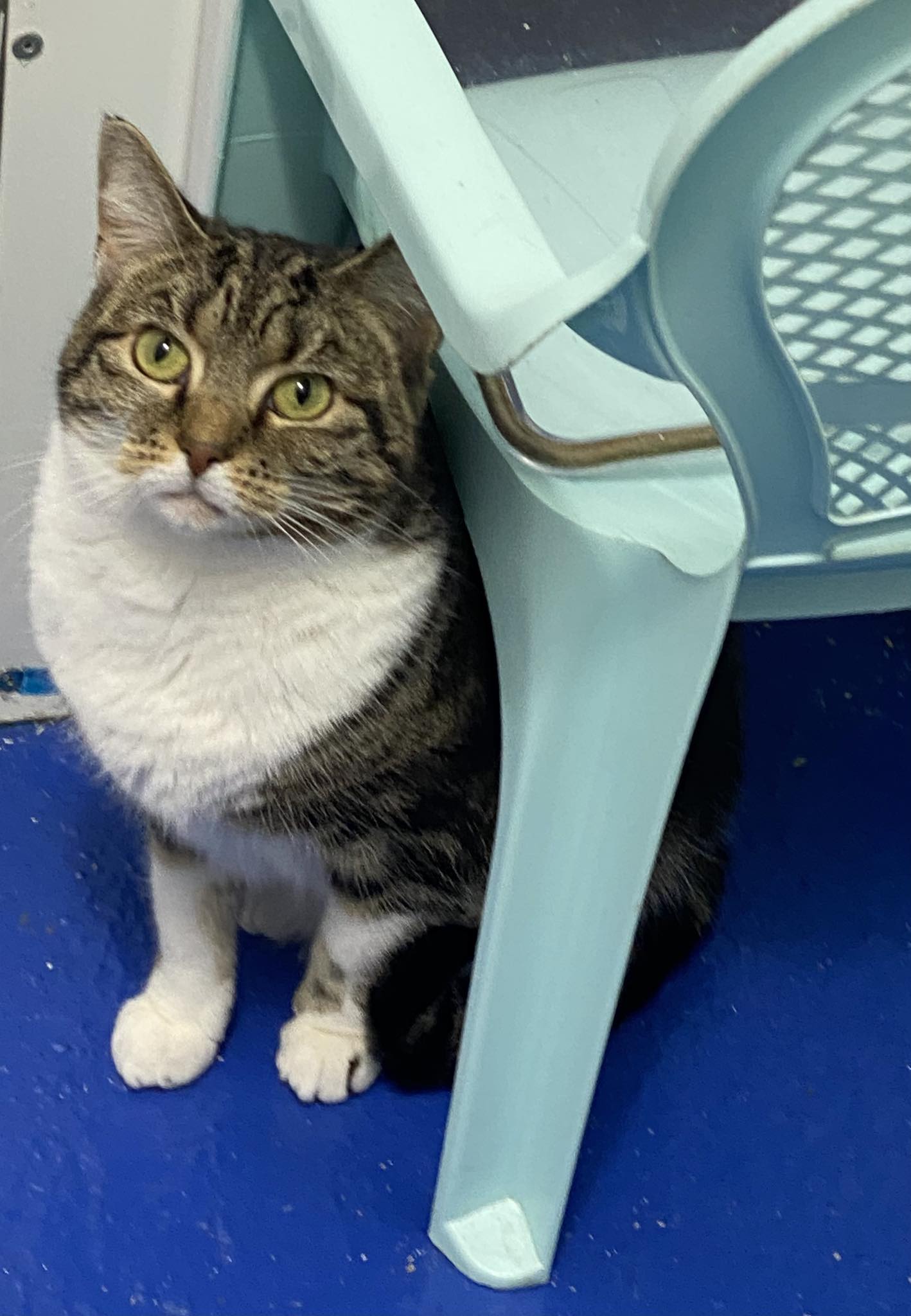 RSPCA Tameside and Glossop Branch – Caring for the welfare of local ...