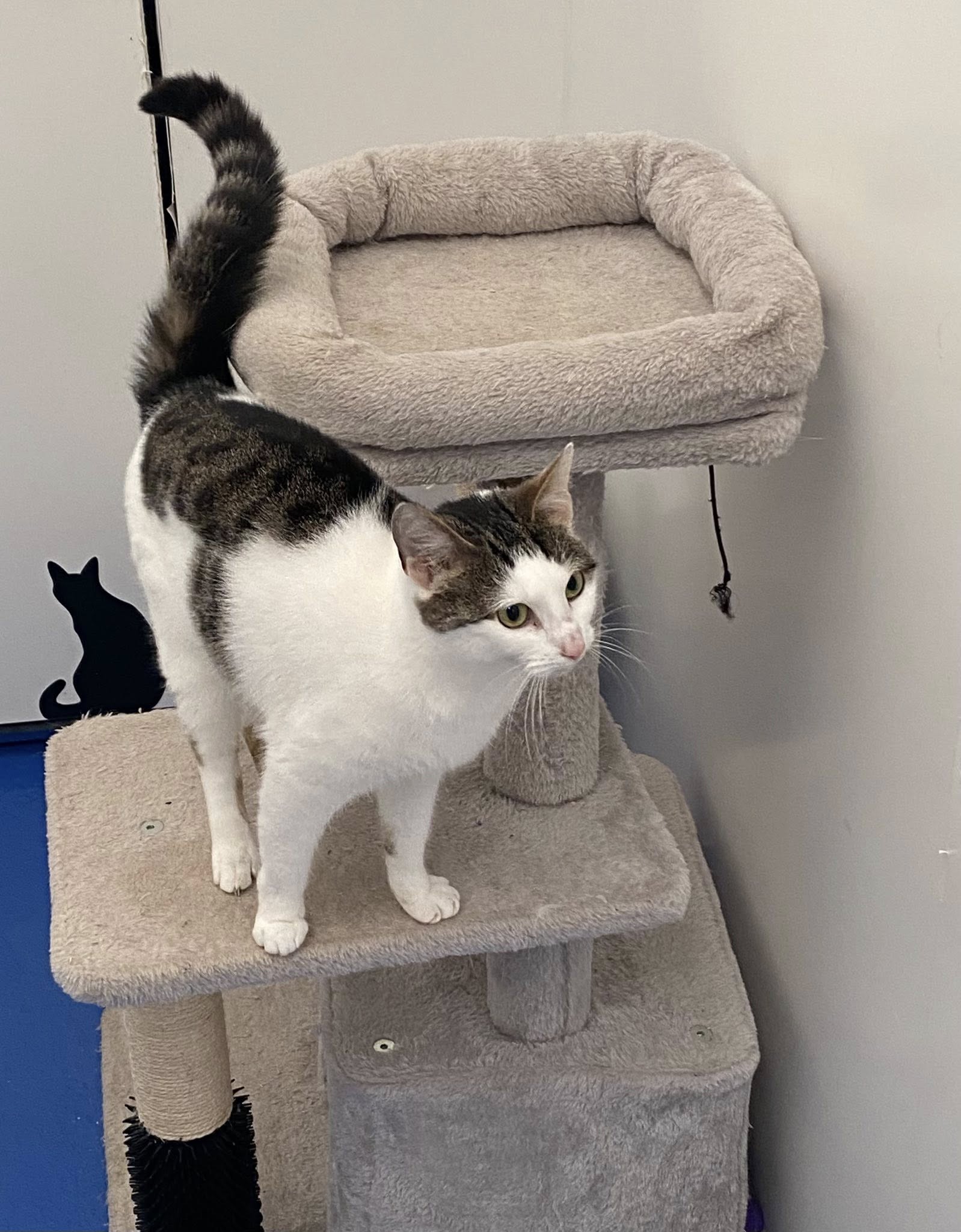 Viewing booked for 5th December – gorgeous Tinka! – RSPCA Tameside and ...