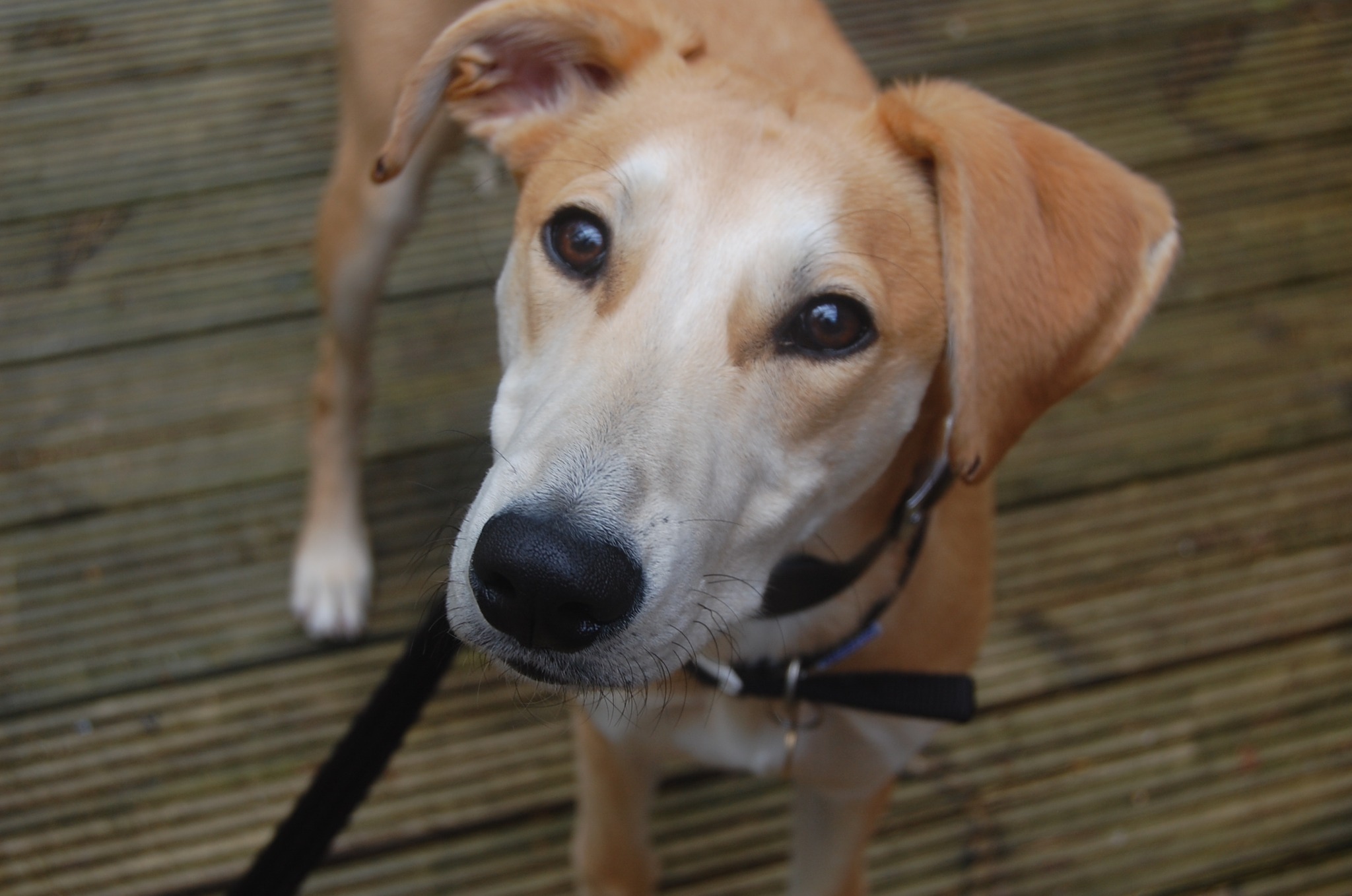 Dashing McFly – RSPCA Tameside and Glossop Branch