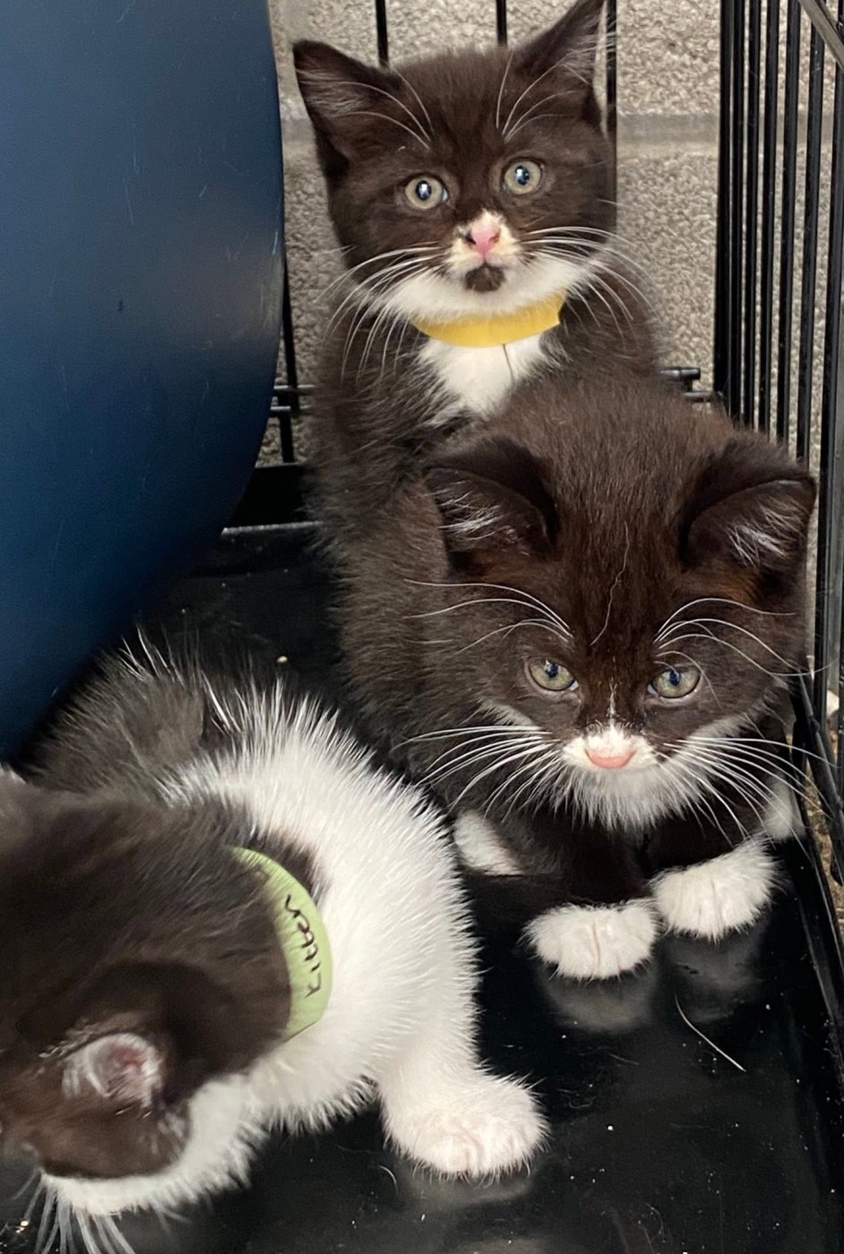 The Magnificent Seven – NOT YET AVAILABLE – RSPCA Tameside and Glossop ...